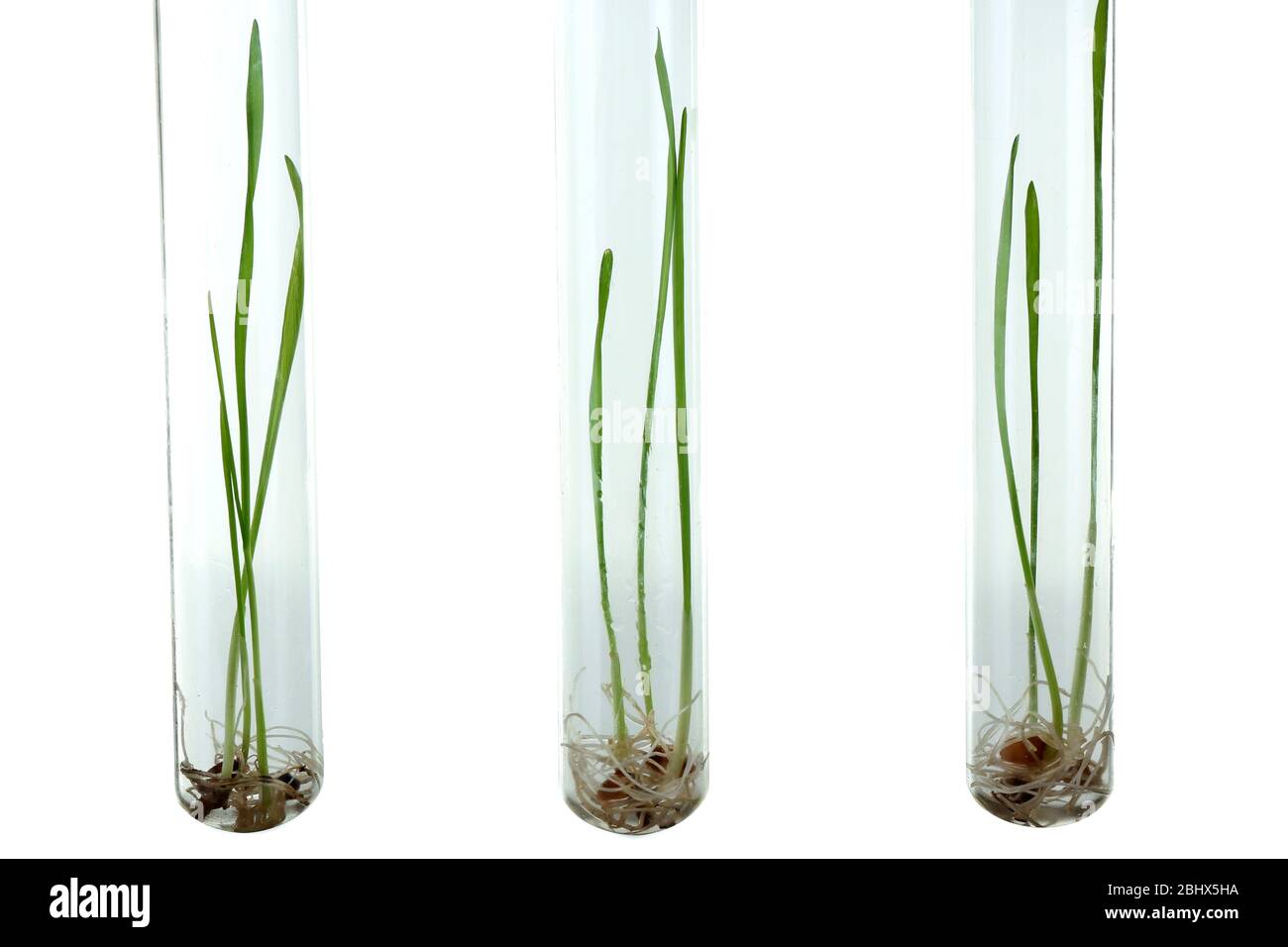 Sprouted grains in glass test tubes isolated on white Stock Photo - Alamy