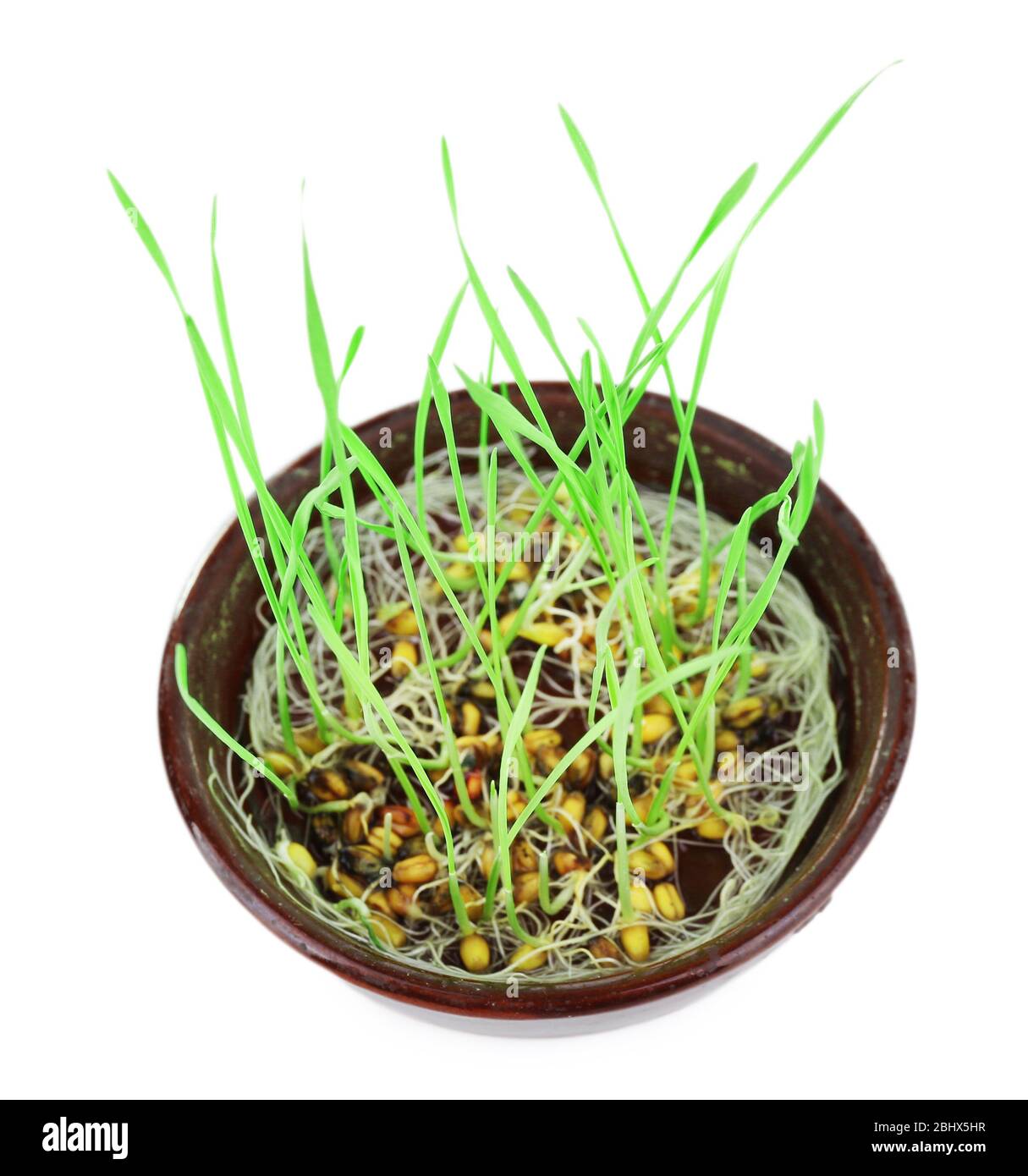 Sprouted grains in cap isolated on white Stock Photo - Alamy