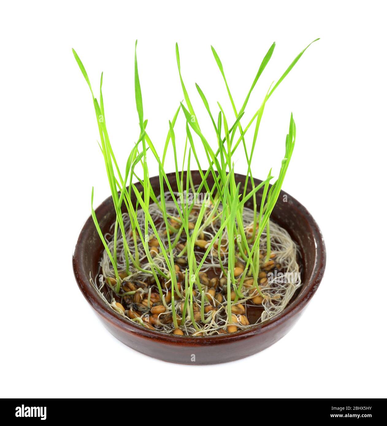 Sprouted grains in cap isolated on white Stock Photo - Alamy