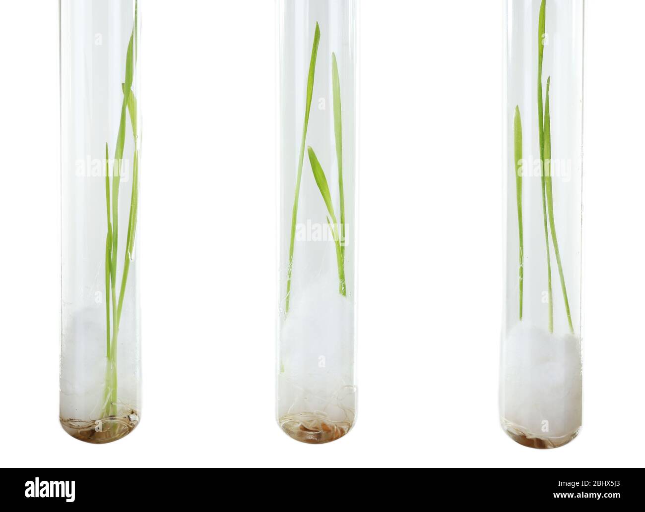 Sprouted grains in glass test tubes isolated on white Stock Photo - Alamy