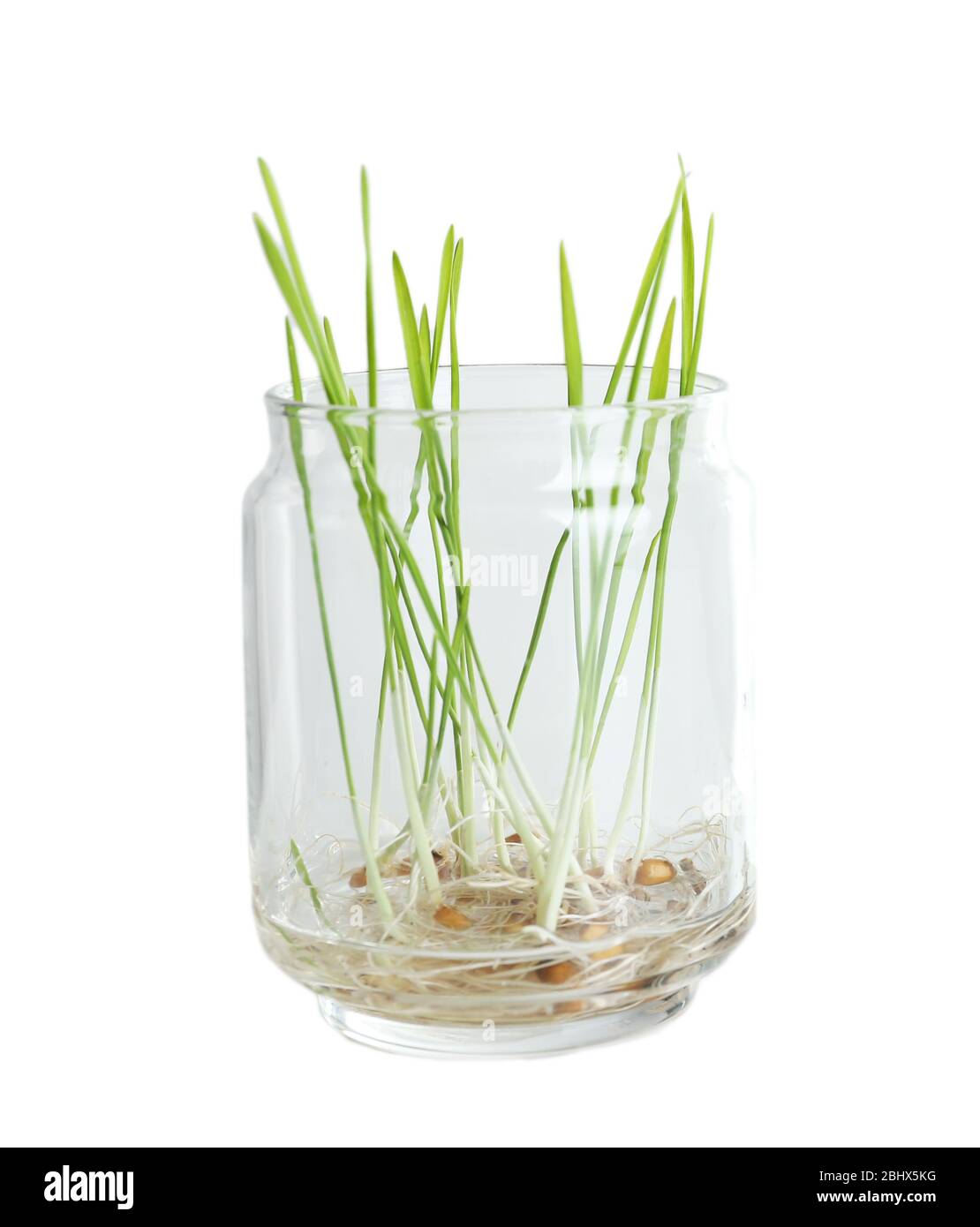 Sprouted grains in glass bottle isolated on white Stock Photo - Alamy