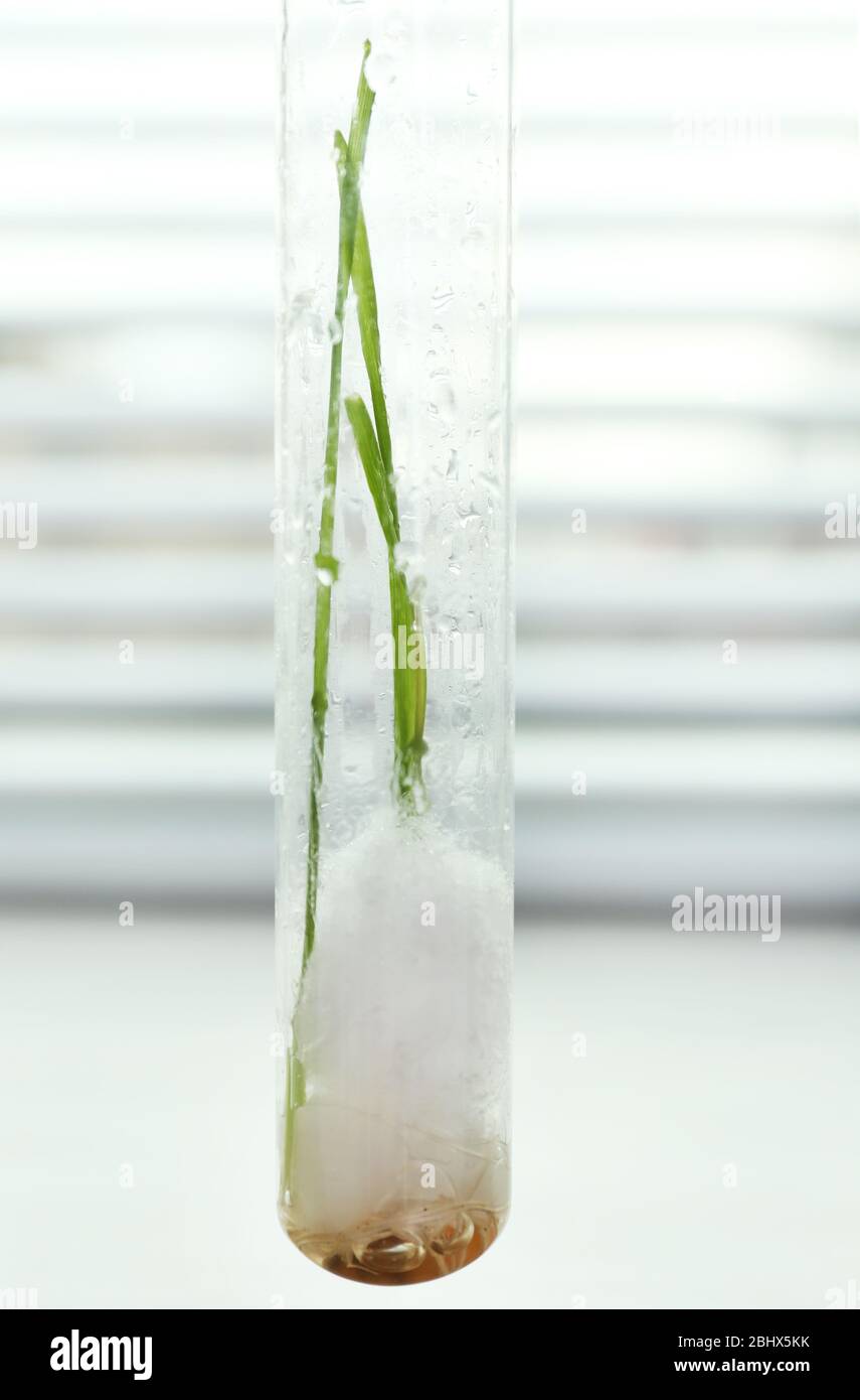 Sprouted grains in glass test tube on windowsill background Stock Photo ...