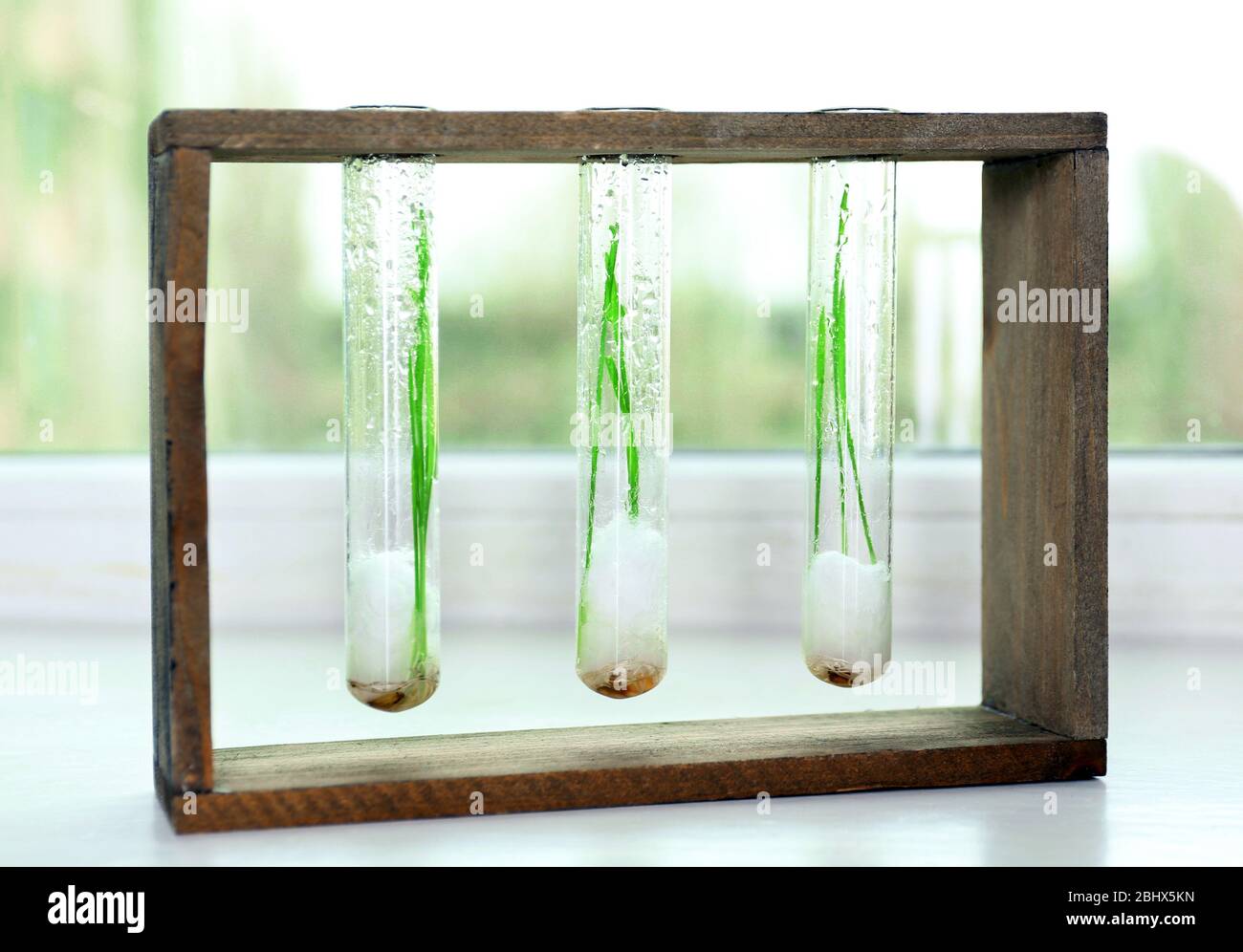 Sprouted grains in glass test tubes on windowsill background Stock ...