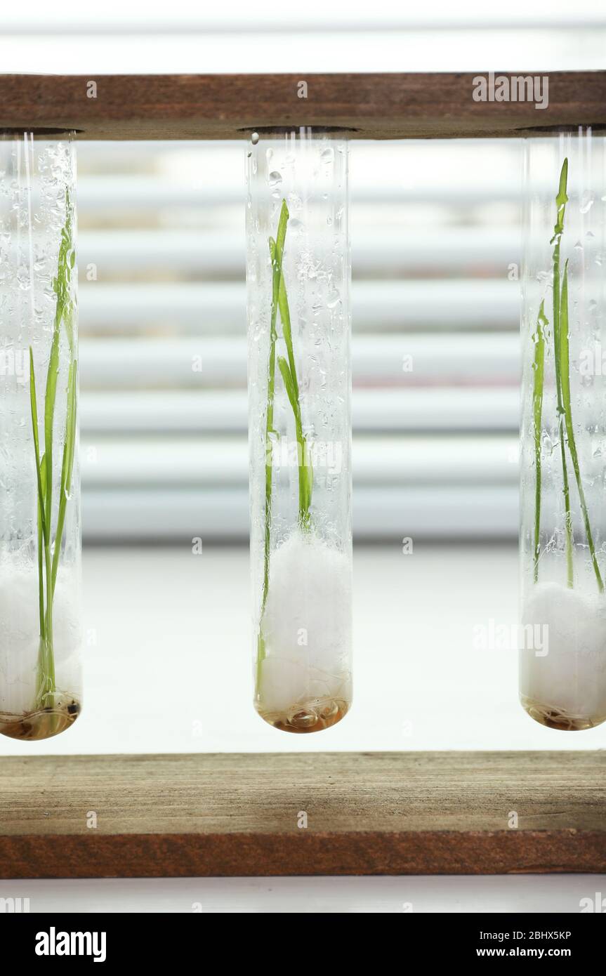 Sprouted grains in glass test tubes on windowsill background Stock ...