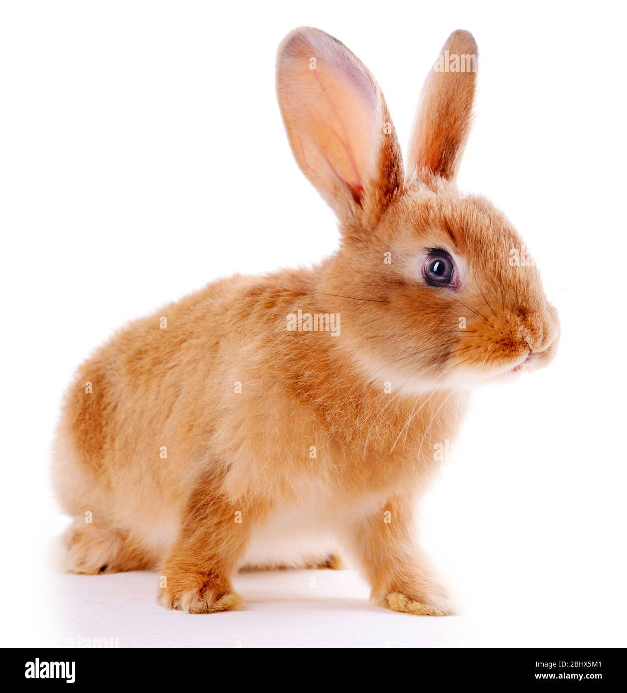Little rabbit isolated on white Stock Photo - Alamy