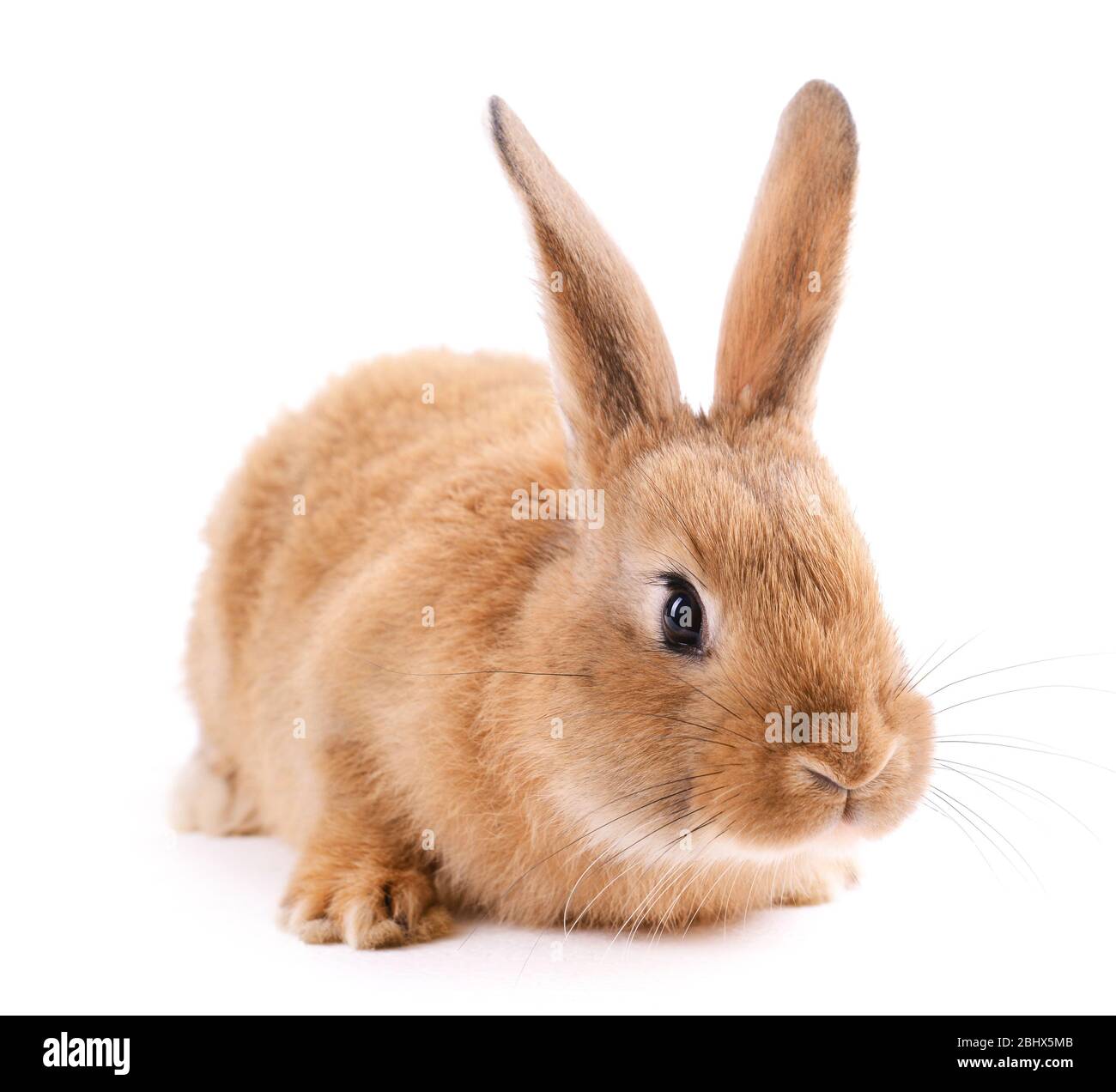 Little rabbit isolated on white Stock Photo - Alamy