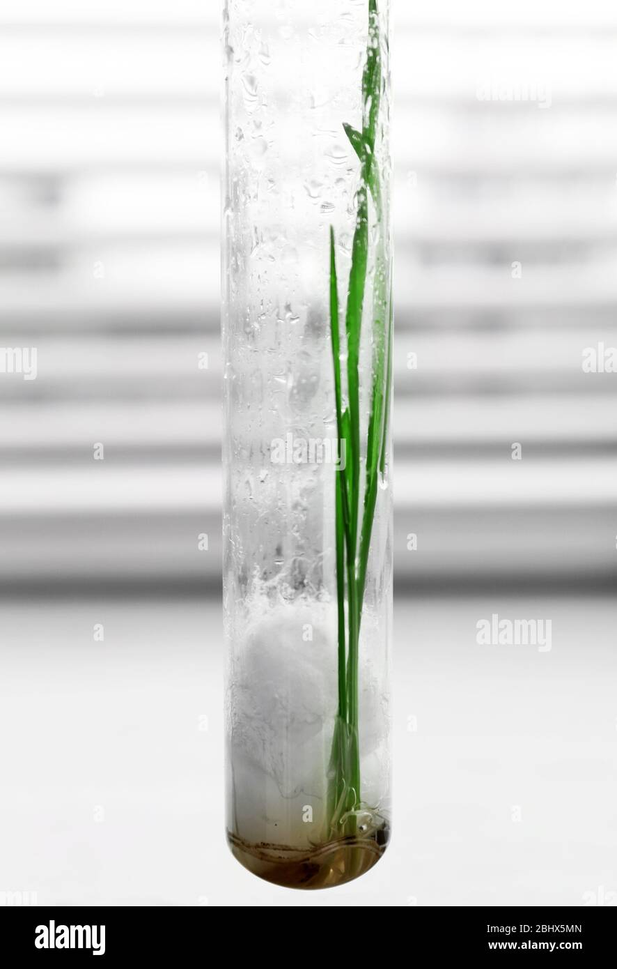Sprouted grains in glass test tube on windowsill background Stock Photo ...