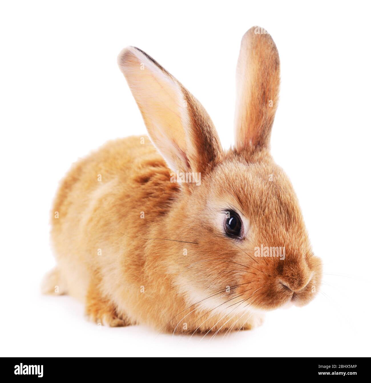 Little rabbit isolated on white Stock Photo - Alamy