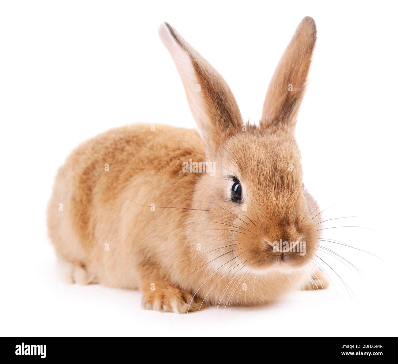 Little rabbit isolated on white Stock Photo - Alamy