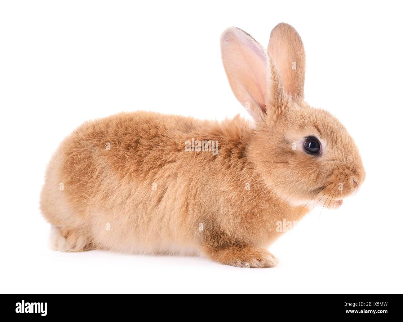 Little rabbit isolated on white Stock Photo - Alamy