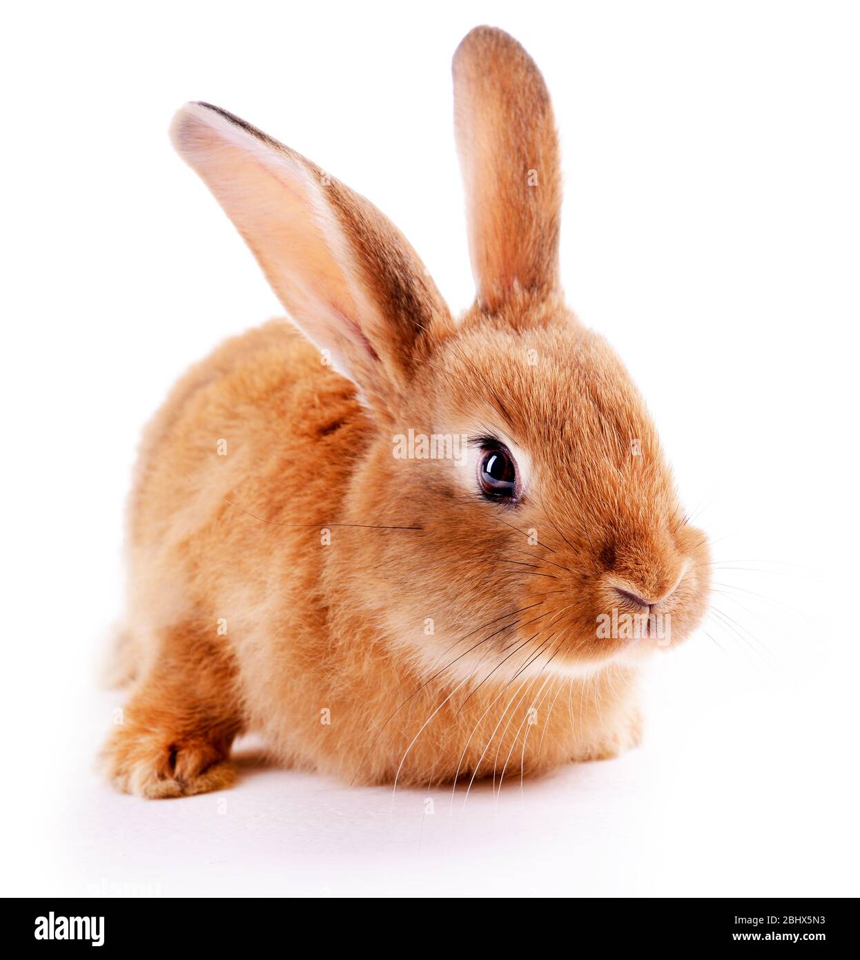 Little rabbit isolated on white Stock Photo - Alamy