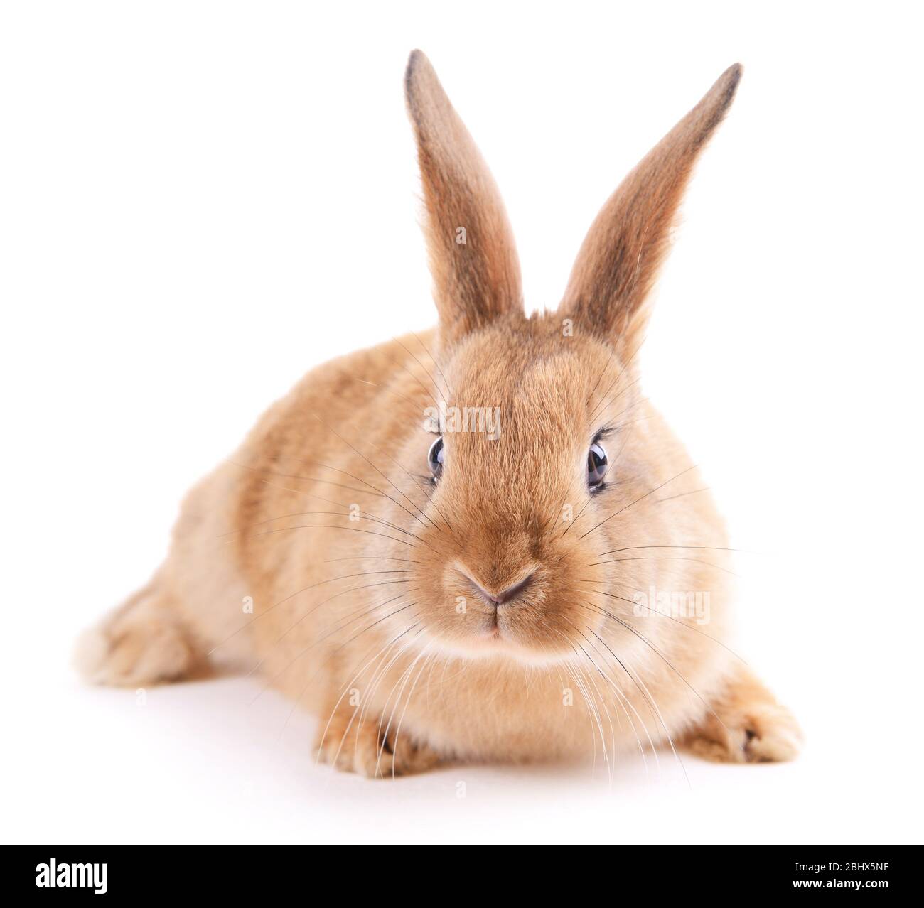 Little rabbit isolated on white Stock Photo - Alamy