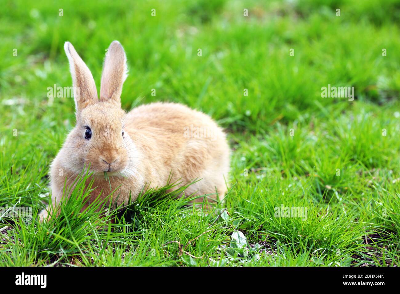 Little rabbit in grass close-up Stock Photo - Alamy