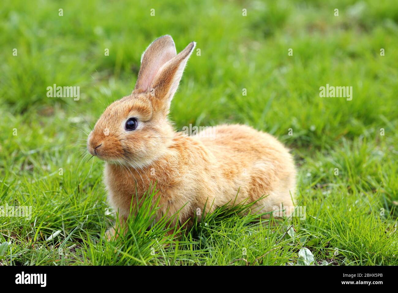 Little rabbit in grass close-up Stock Photo - Alamy