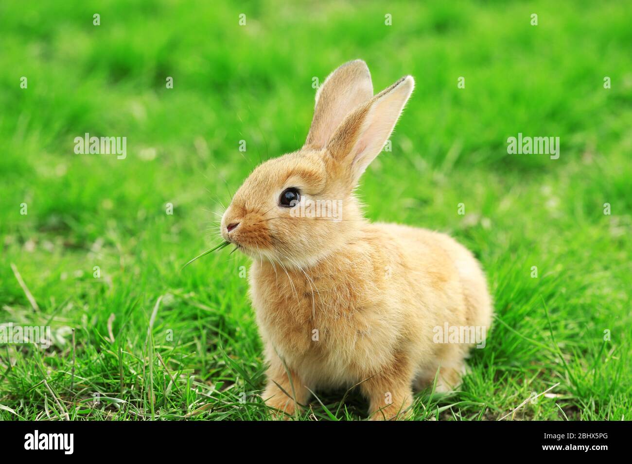 Little rabbit in grass close-up Stock Photo - Alamy