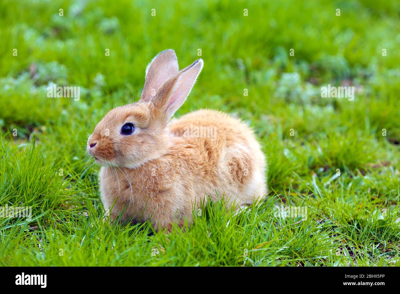 Little rabbit in grass hi-res stock photography and images - Alamy
