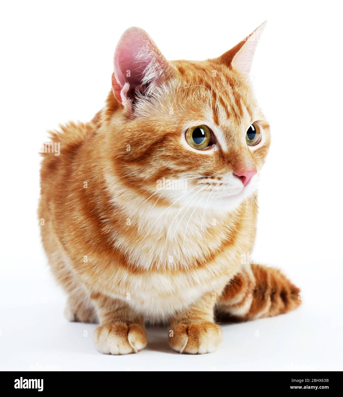 Portrait of red cat isolated on white Stock Photo - Alamy