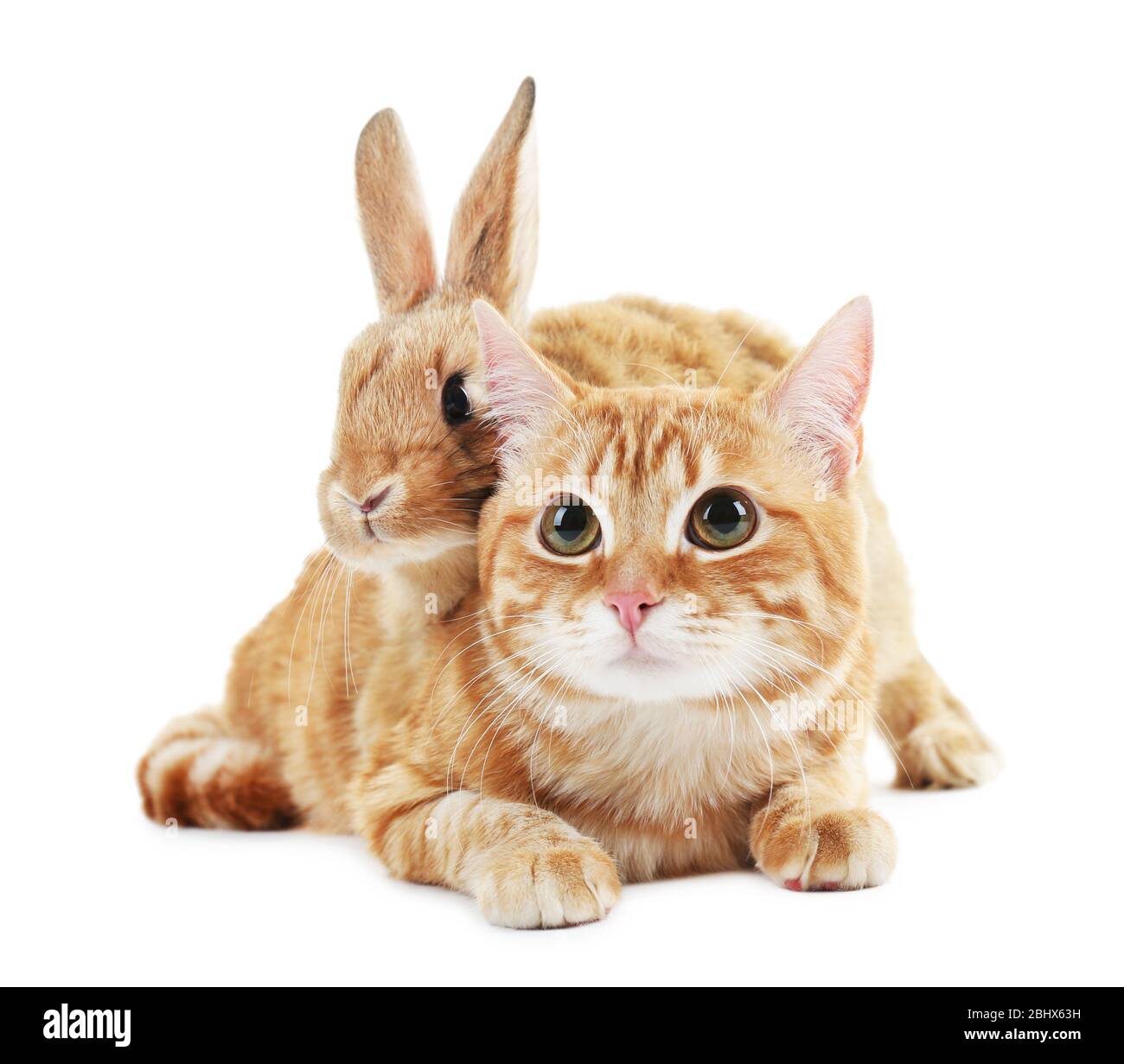 Red cat and rabbit isolated on white Stock Photo - Alamy