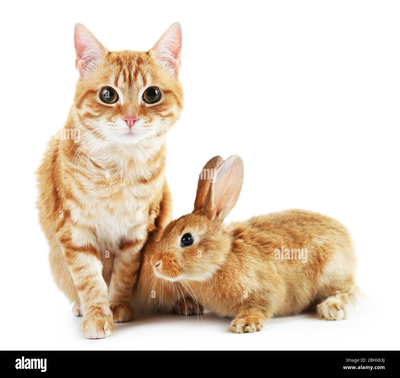 Red cat and rabbit isolated on white Stock Photo - Alamy