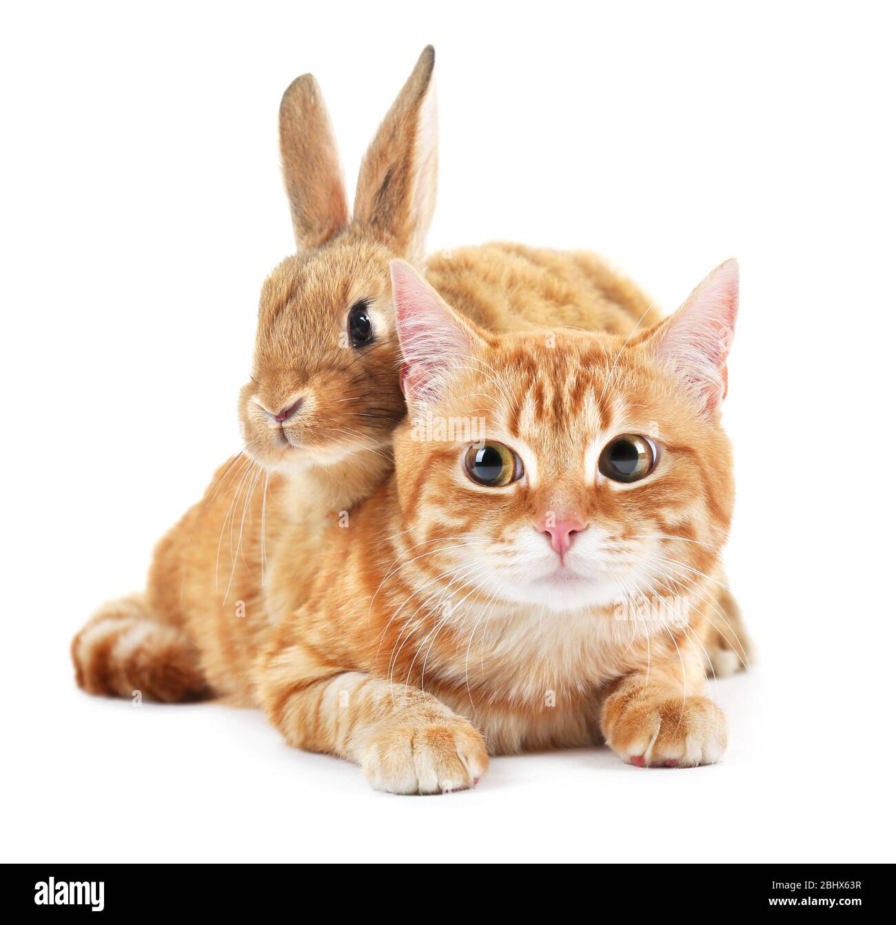 Red cat and rabbit isolated on white Stock Photo - Alamy