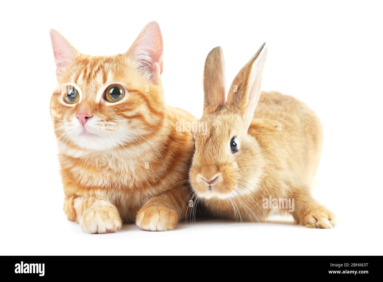 Rabbit and cat together hi-res stock photography and images - Alamy