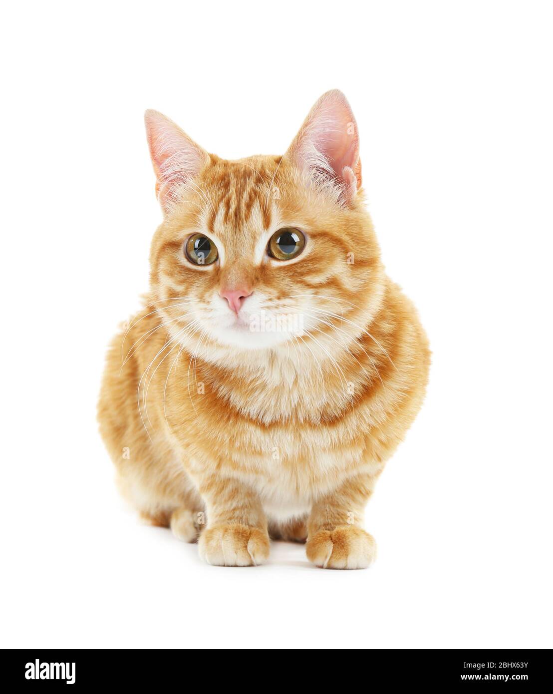 Portrait of red cat isolated on white Stock Photo - Alamy