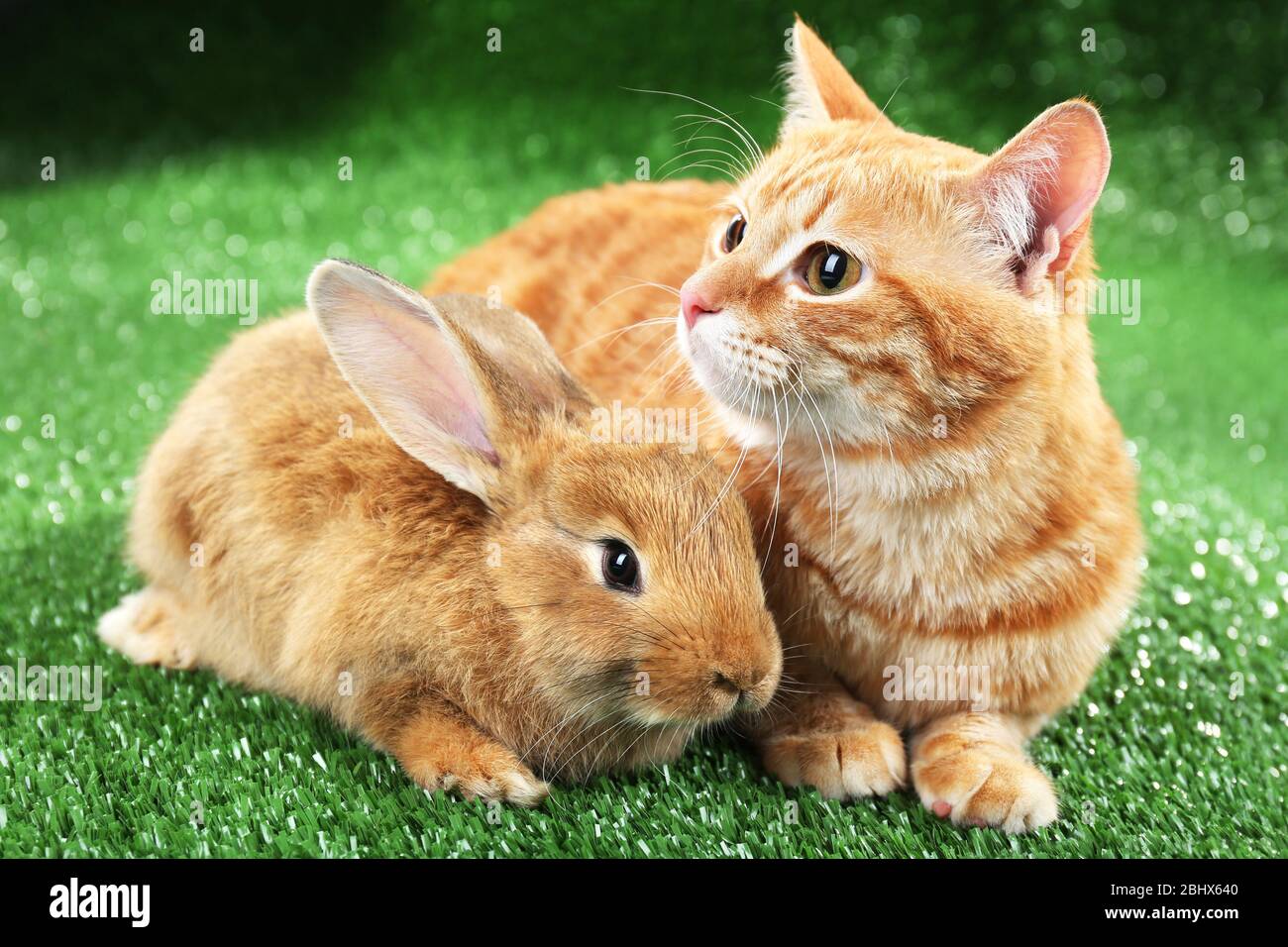 Red cat and rabbit on green grass background Stock Photo - Alamy