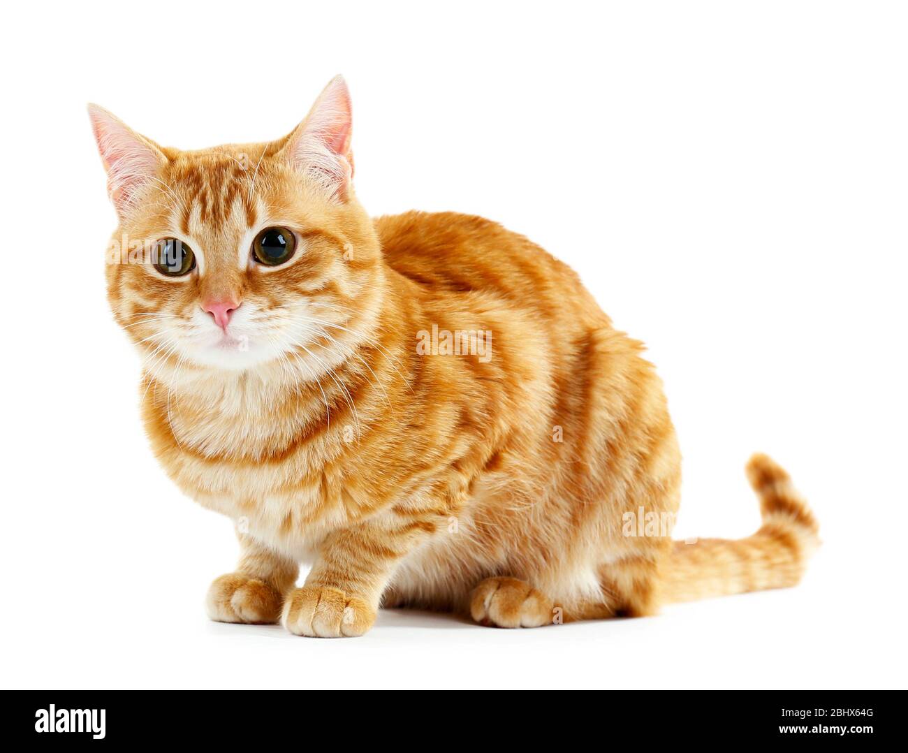 Portrait of red cat isolated on white Stock Photo - Alamy