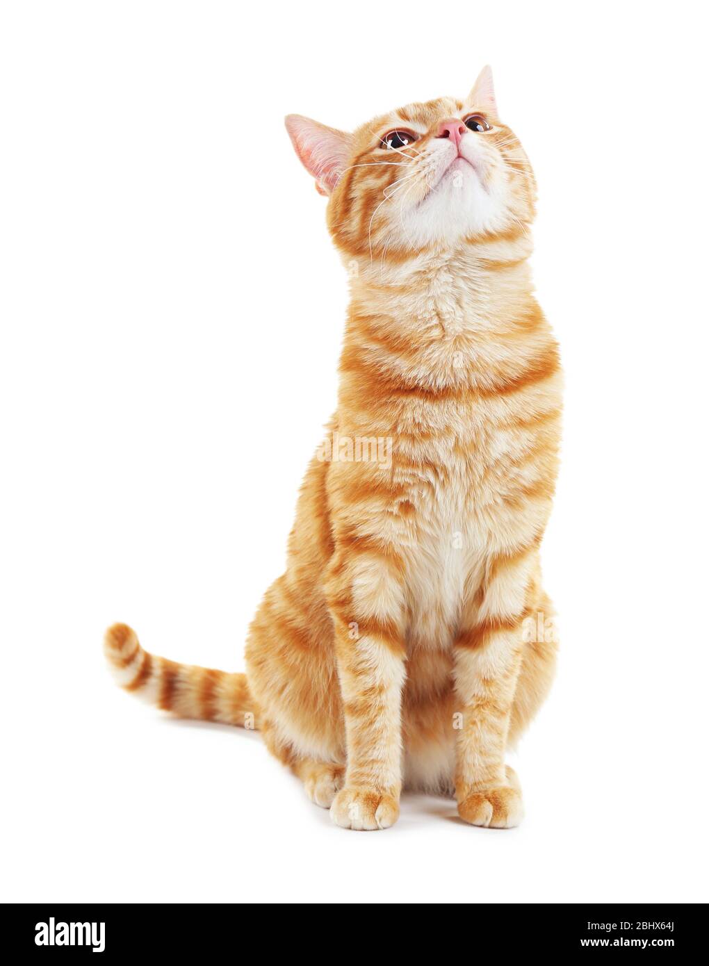 Portrait of red cat isolated on white Stock Photo - Alamy