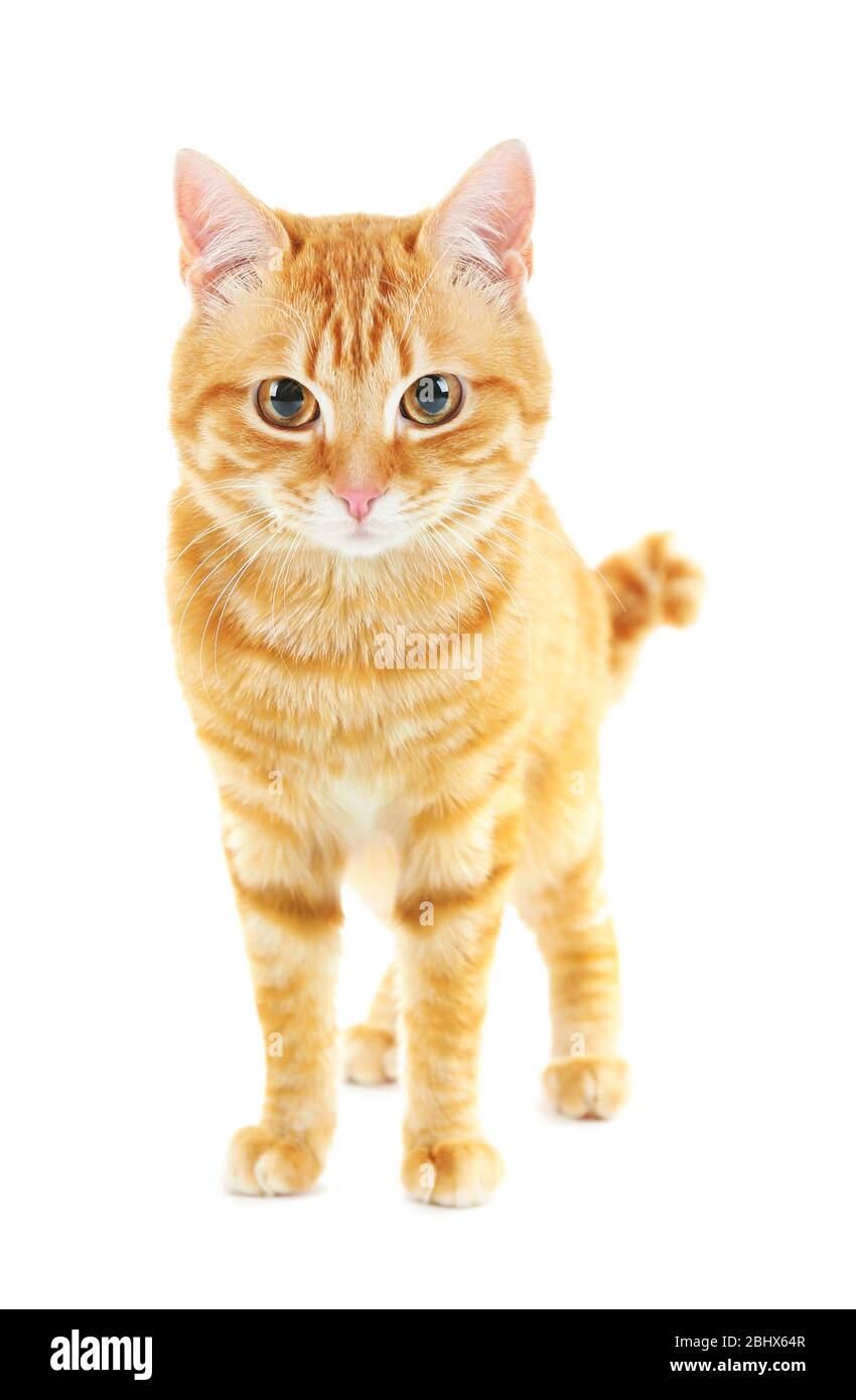 Portrait of red cat isolated on white Stock Photo - Alamy