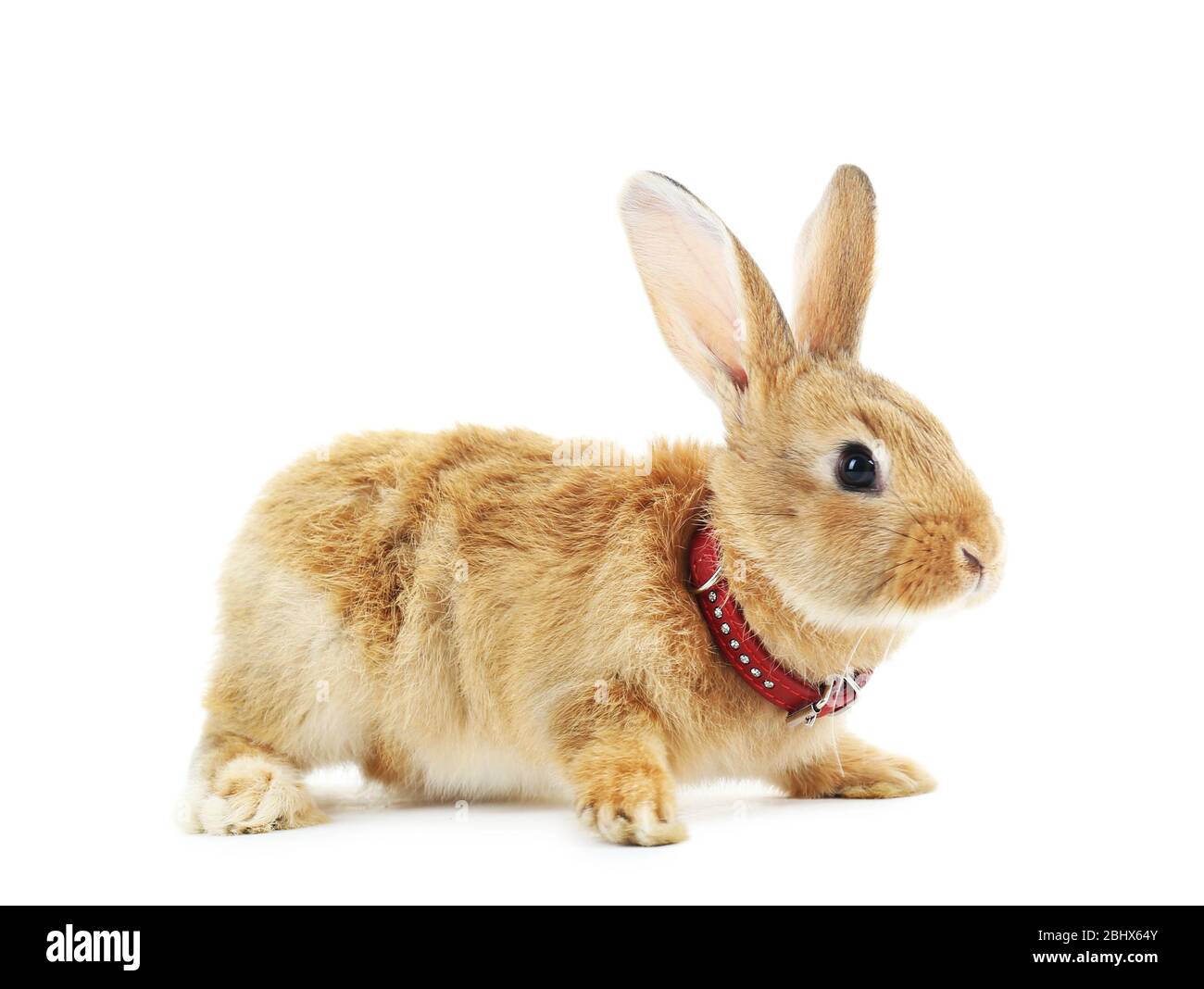 Red rabbit isolated on white Stock Photo - Alamy