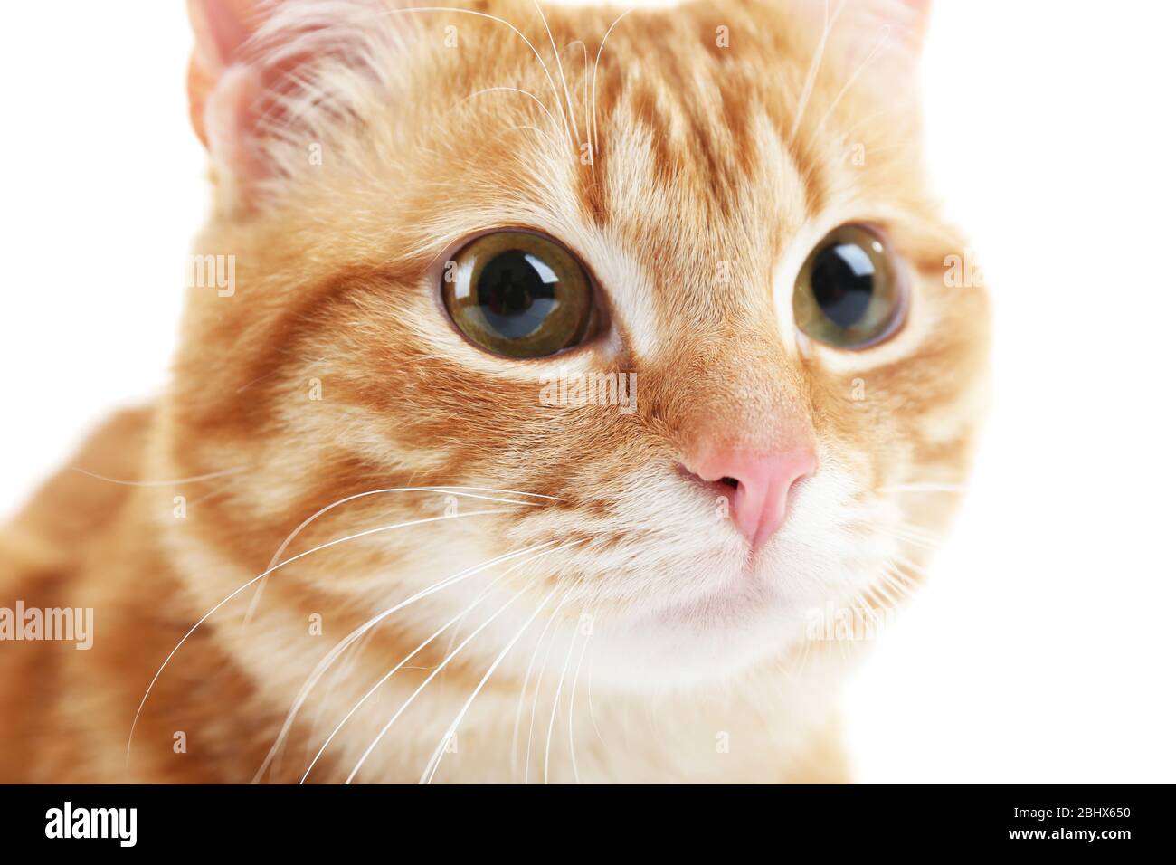 Portrait of red cat isolated on white Stock Photo - Alamy