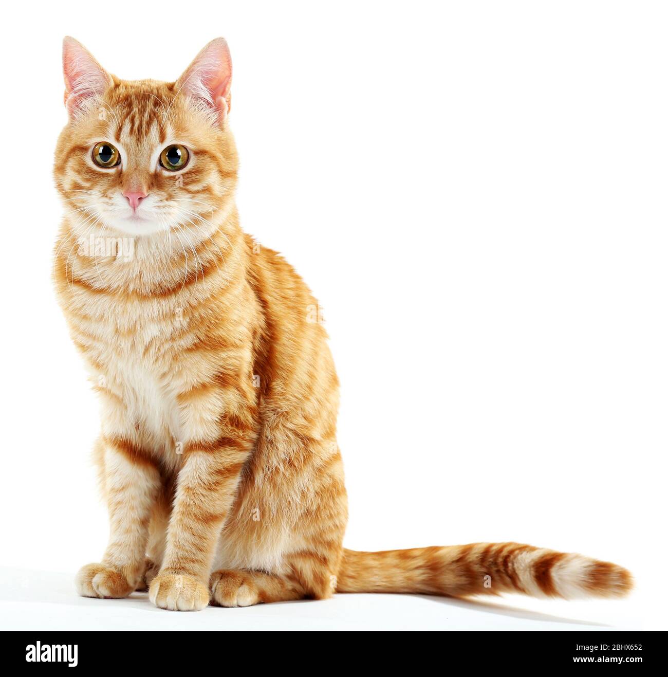 Portrait of red cat isolated on white Stock Photo - Alamy