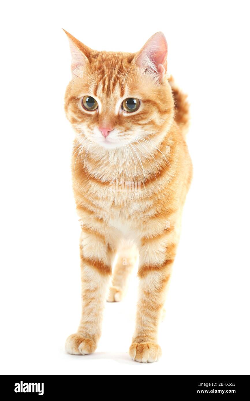 Portrait of red cat isolated on white Stock Photo - Alamy