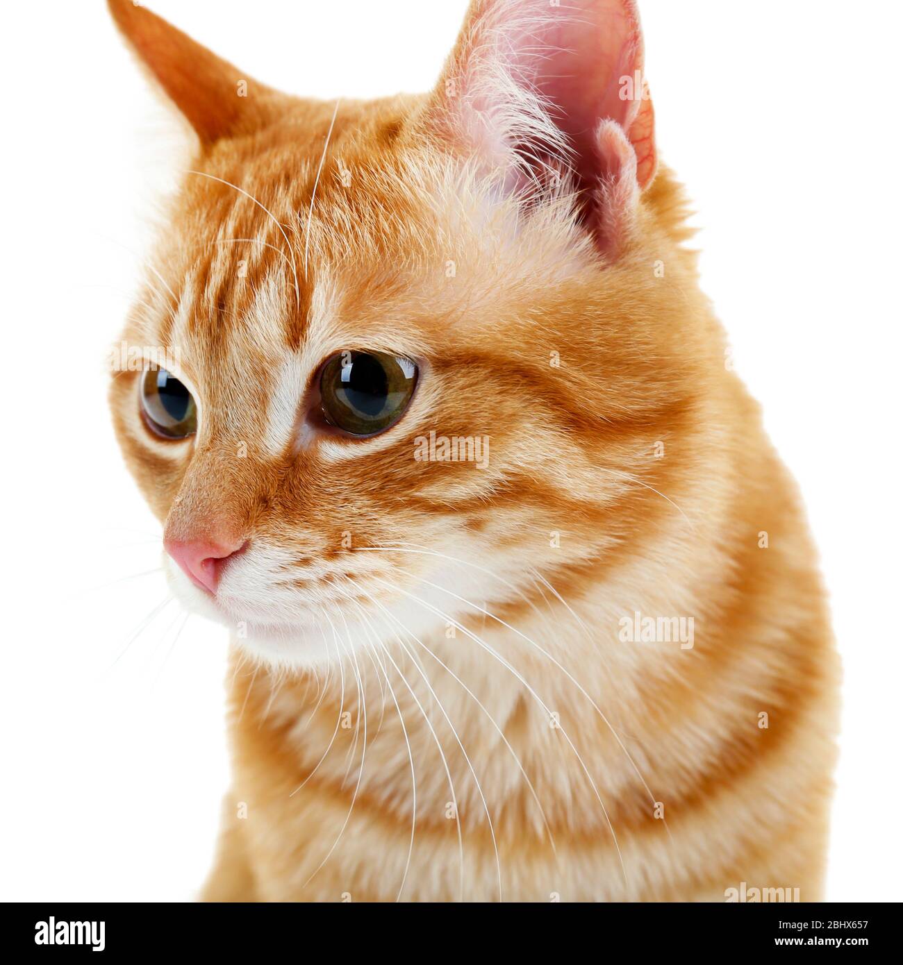 Portrait of red cat isolated on white Stock Photo - Alamy