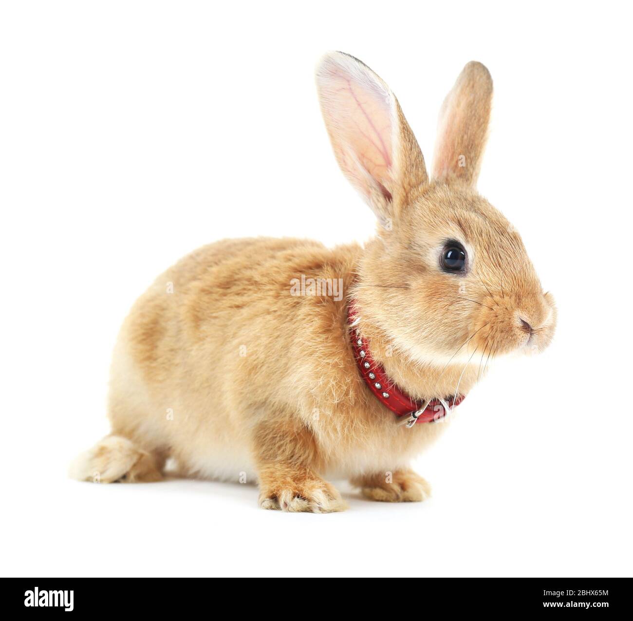 Red rabbit isolated on white Stock Photo - Alamy