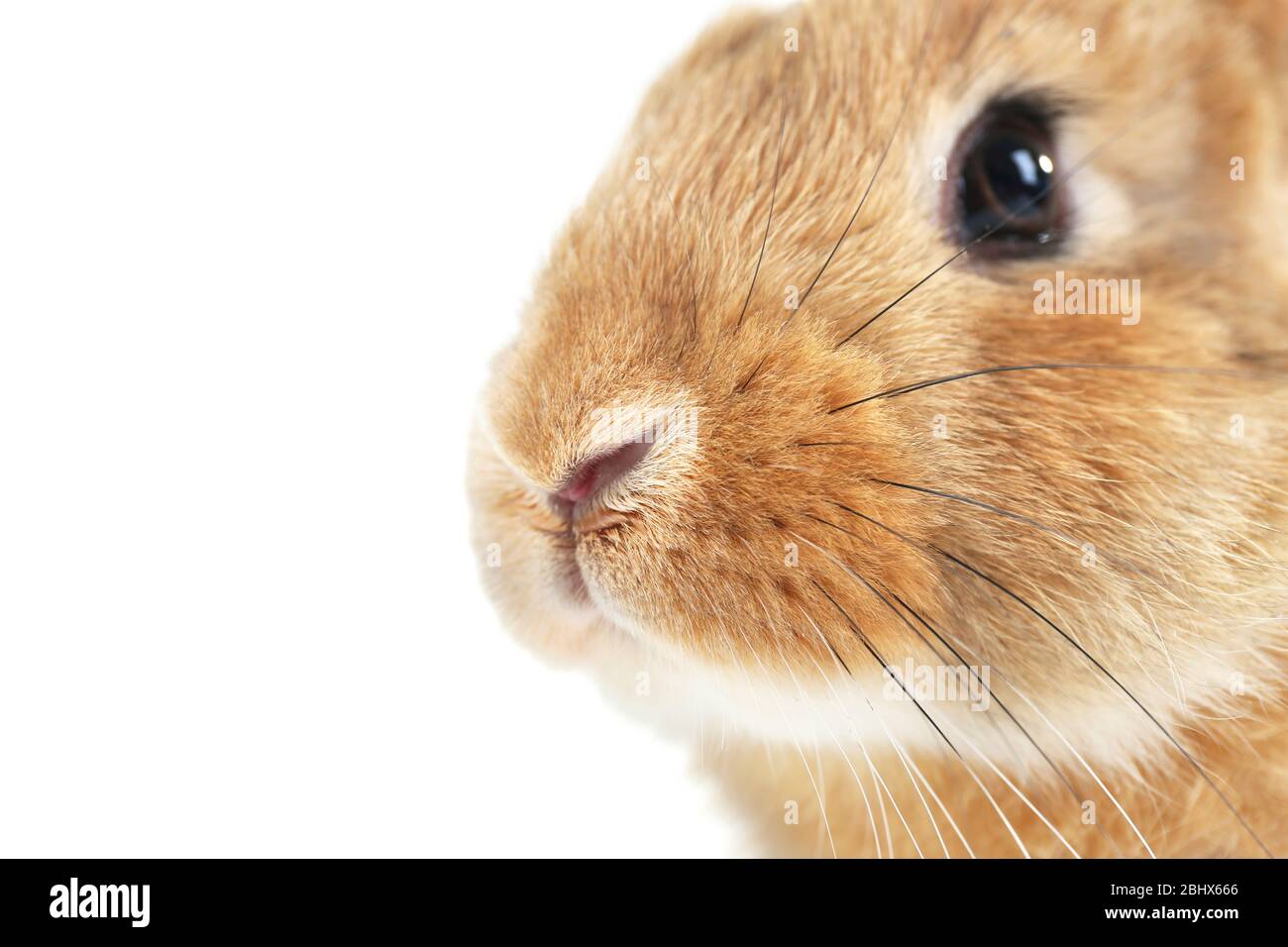 Portrait of red rabbit isolated on white Stock Photo - Alamy