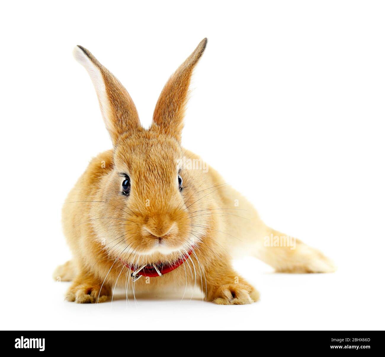 Cute sitting rabbit long Cut Out Stock Images & Pictures - Alamy