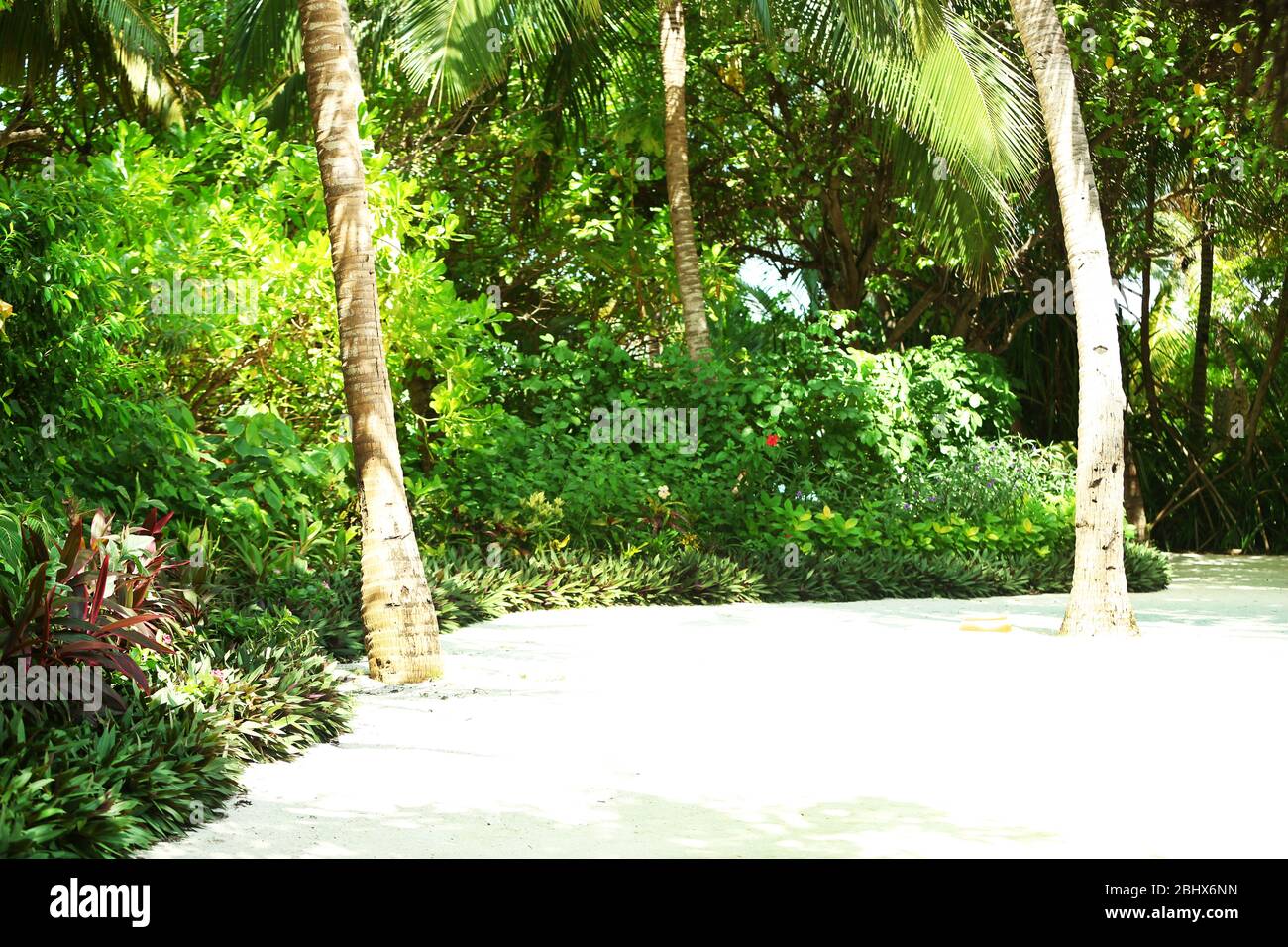 Beautiful green trees in resort Stock Photo - Alamy