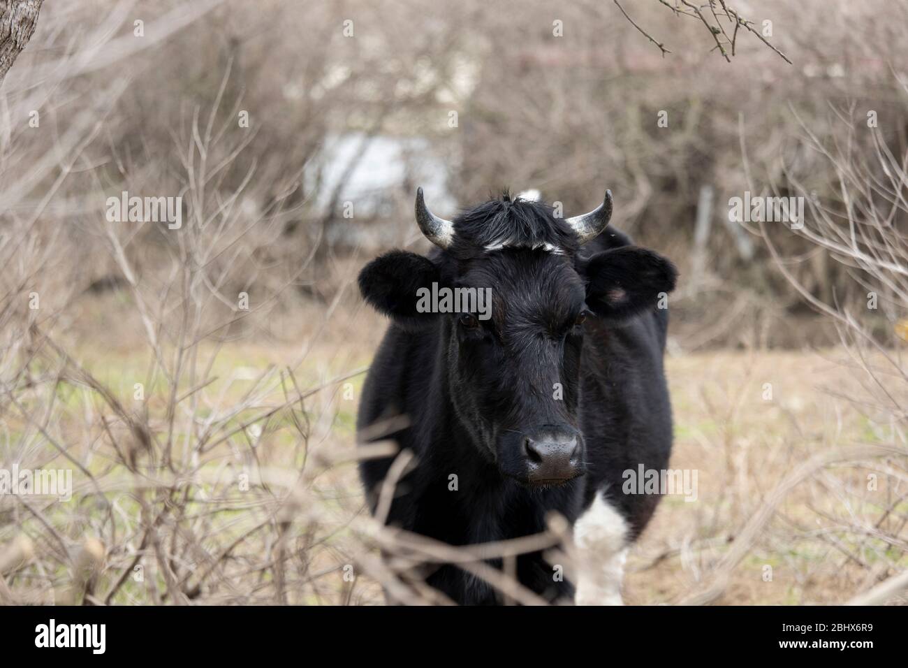 Close up of an ox head side with black and white color Stock Photo - Alamy