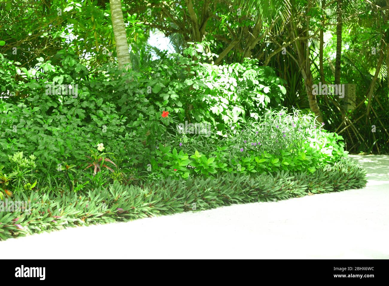 Beautiful green trees in resort Stock Photo - Alamy