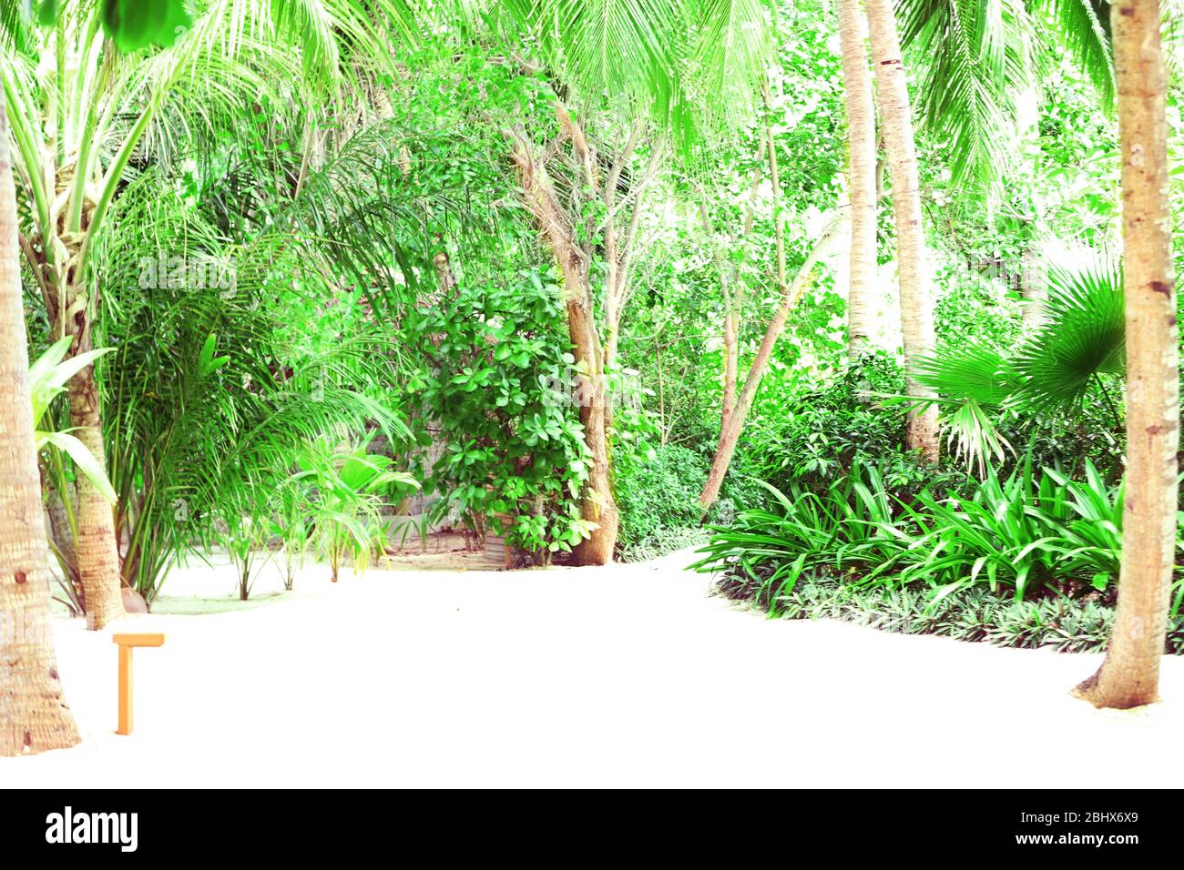 Beautiful green trees in resort Stock Photo - Alamy