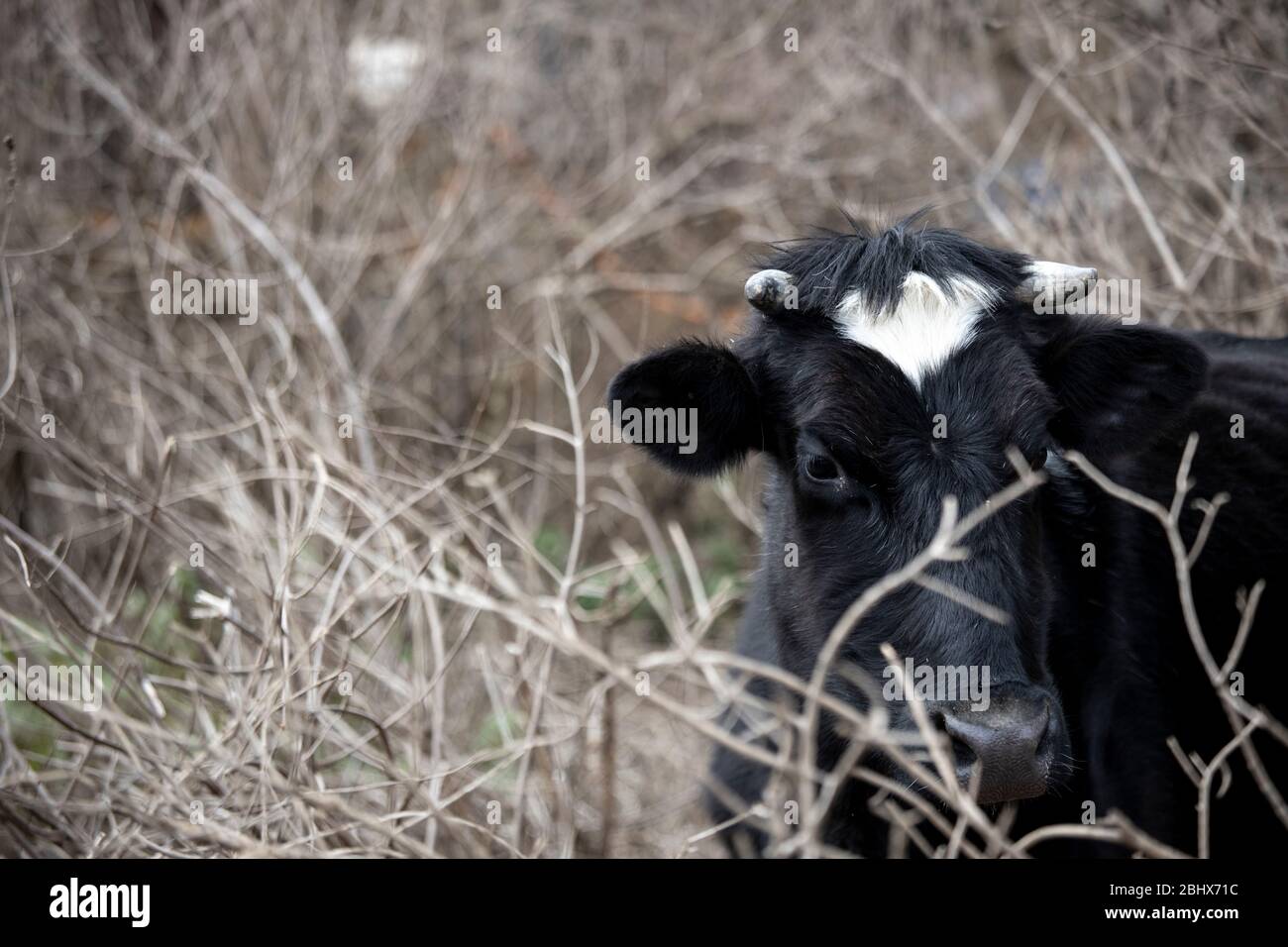 Close up of an ox head side with black and white color Stock Photo - Alamy