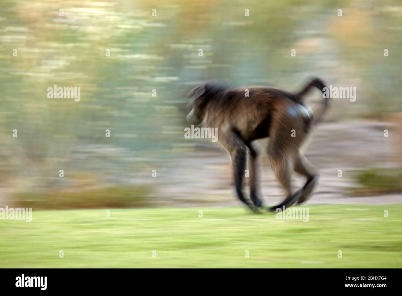 Chacma baboon running (Papio ursinus), Augrabies Falls National Park ...