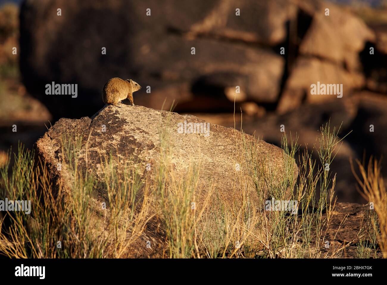 Rock Hyrax, also known as Rock Dassie (Procavia capensis), Augrabies ...