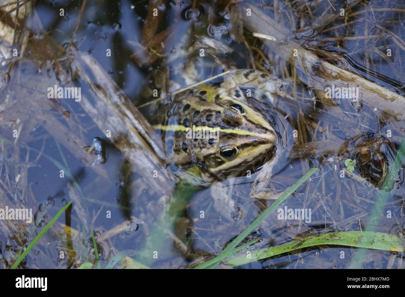 Frog in water Stock Photo - Alamy