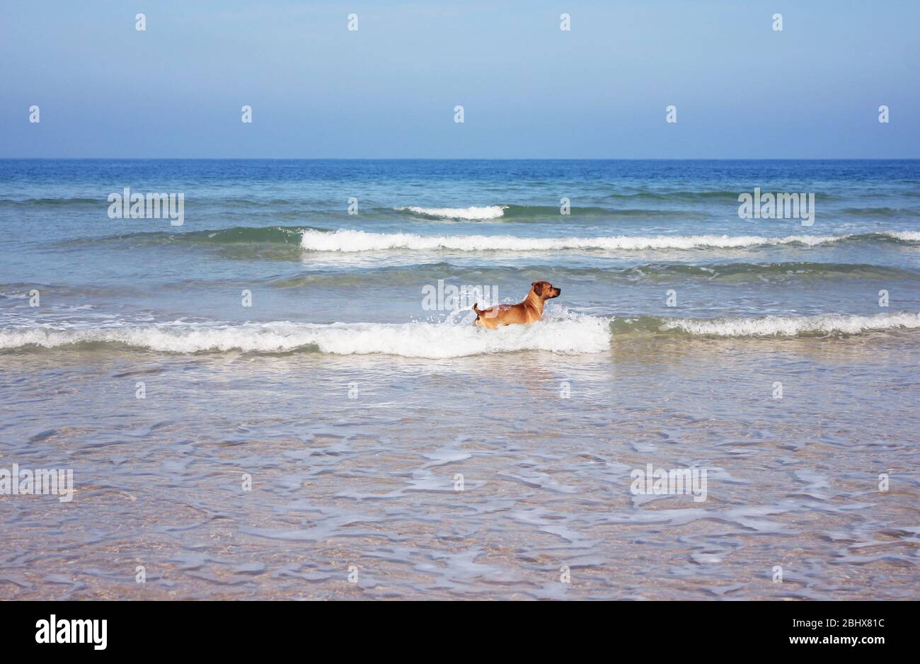 Dog walking on sea beach Stock Photo - Alamy