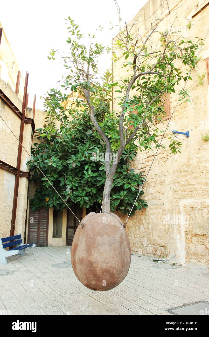 Amazing tree growing in air - Jaffa, Israel Stock Photo - Alamy