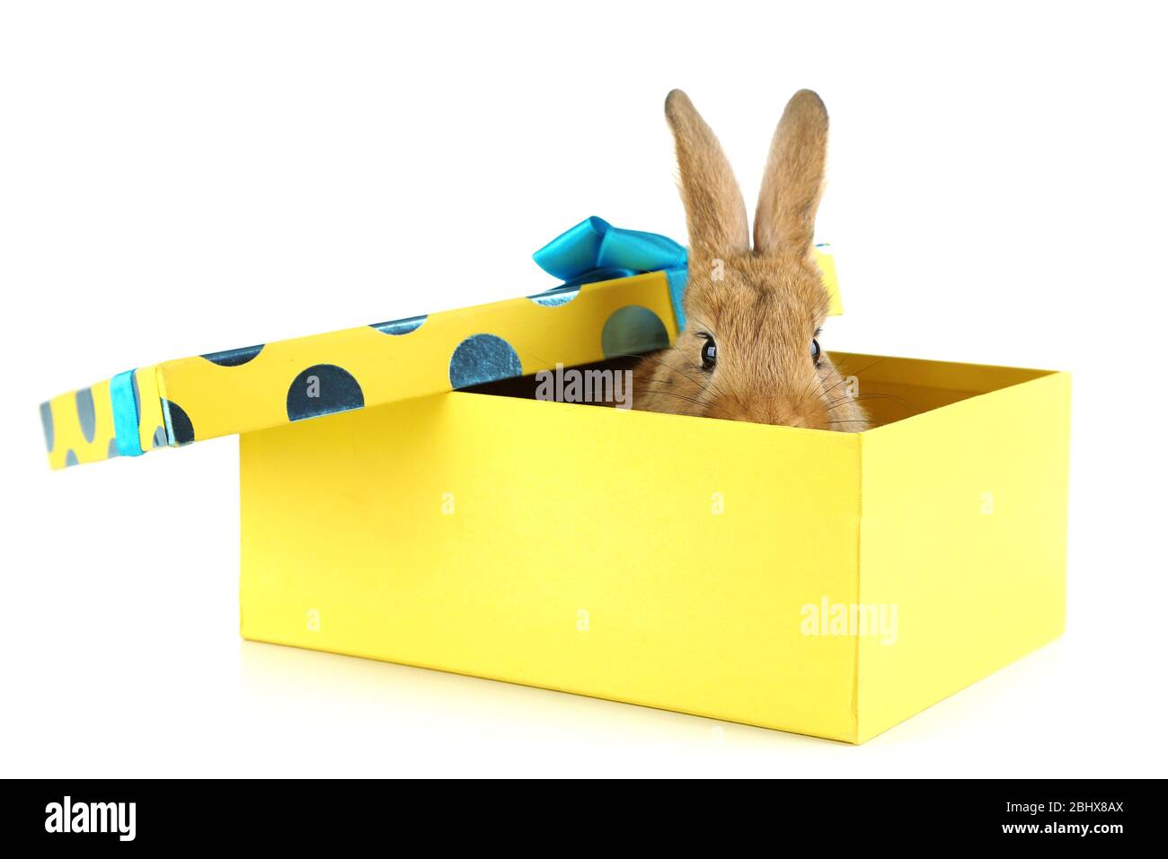 Cute rabbit in gift box, isolated on white Stock Photo - Alamy