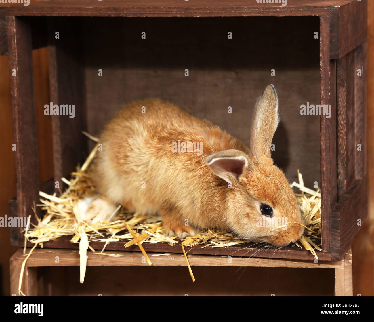 Rabbit barn hi-res stock photography and images - Alamy